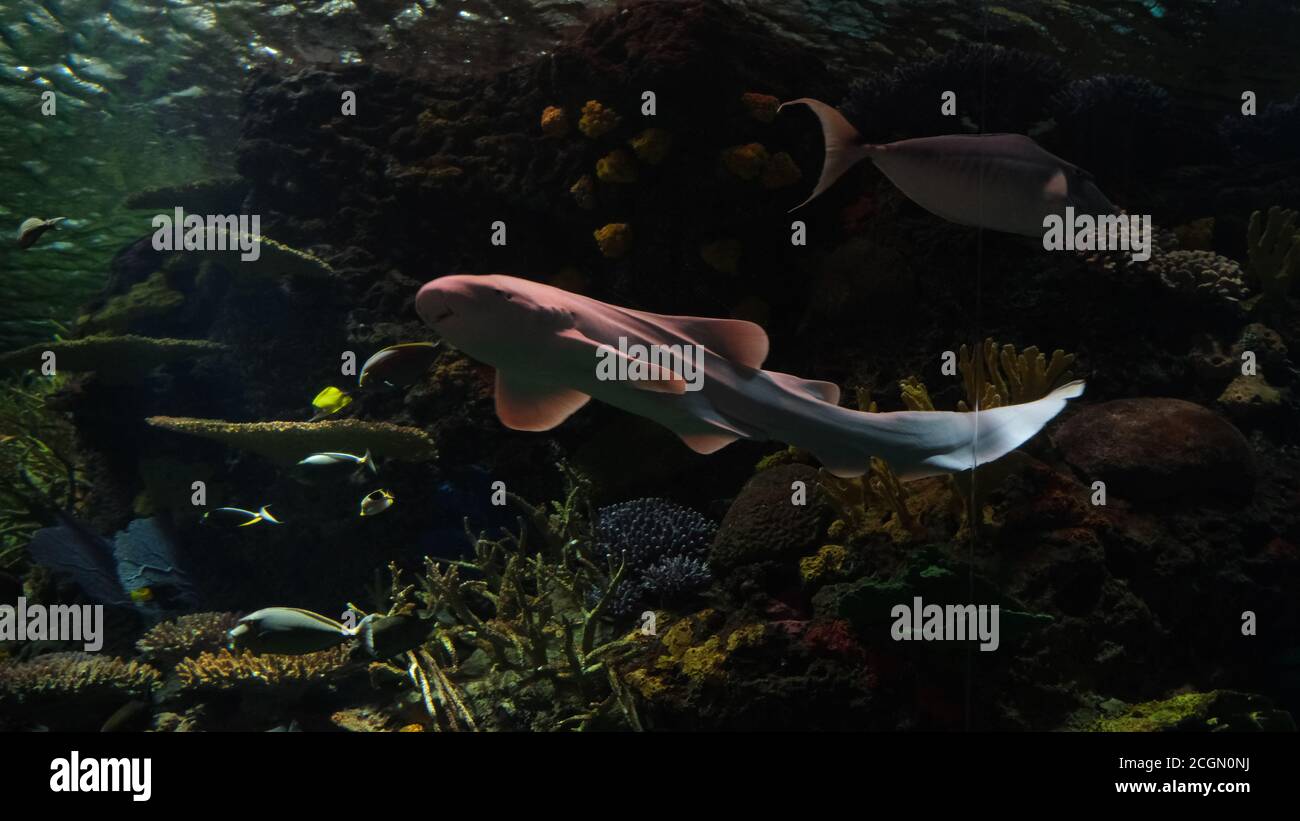 Close up nurse shark mouth hi-res stock photography and images - Alamy