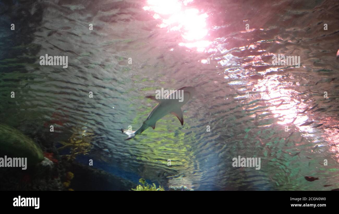 Fish hi res hi-res stock photography and images - Alamy