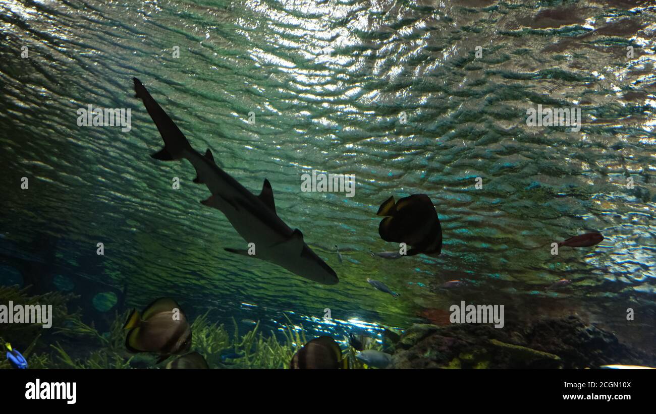 Fish hi res hi-res stock photography and images - Alamy