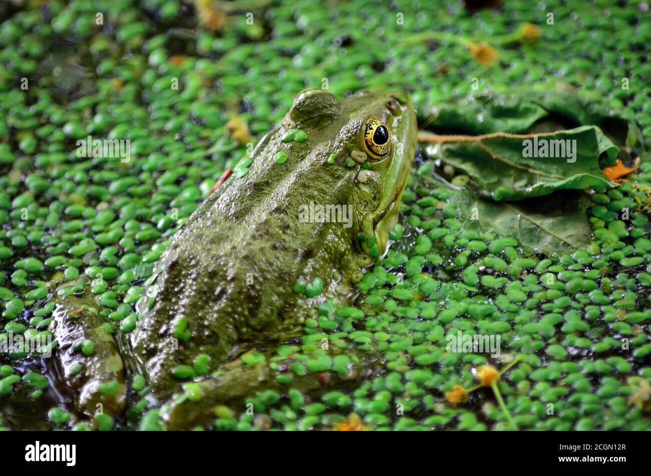 Fauna pond hi-res stock photography and images - Alamy