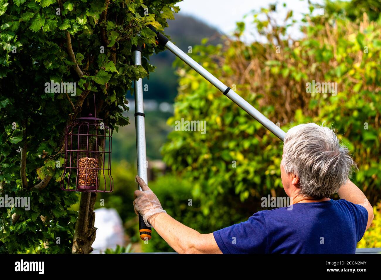 Elderly lady Cutting tree doing home garden work with long tree cutters ...