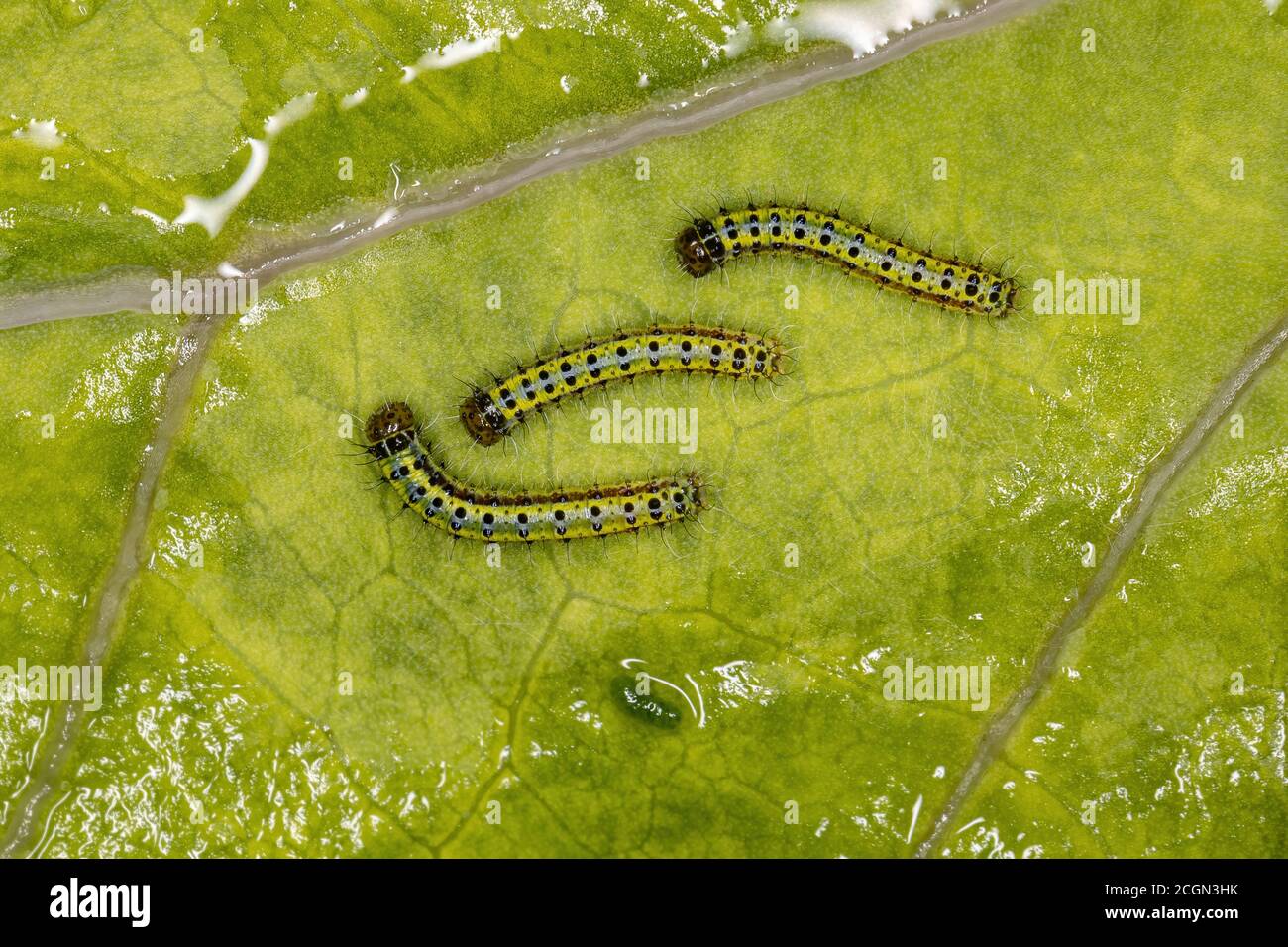 Subtribe hi-res stock photography and images - Alamy