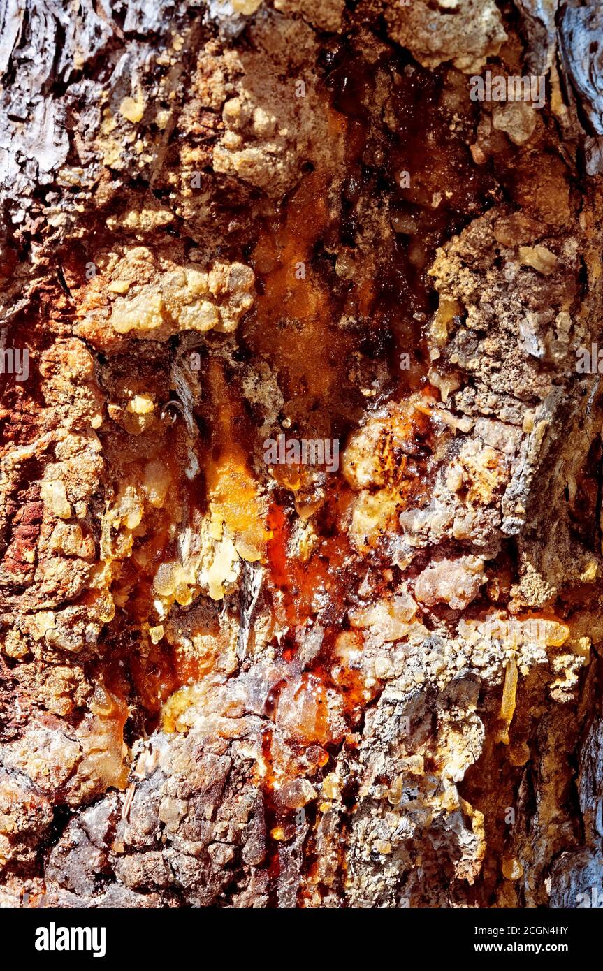 Closeup of conifer tree bark and resin sap background texture, Lake ...