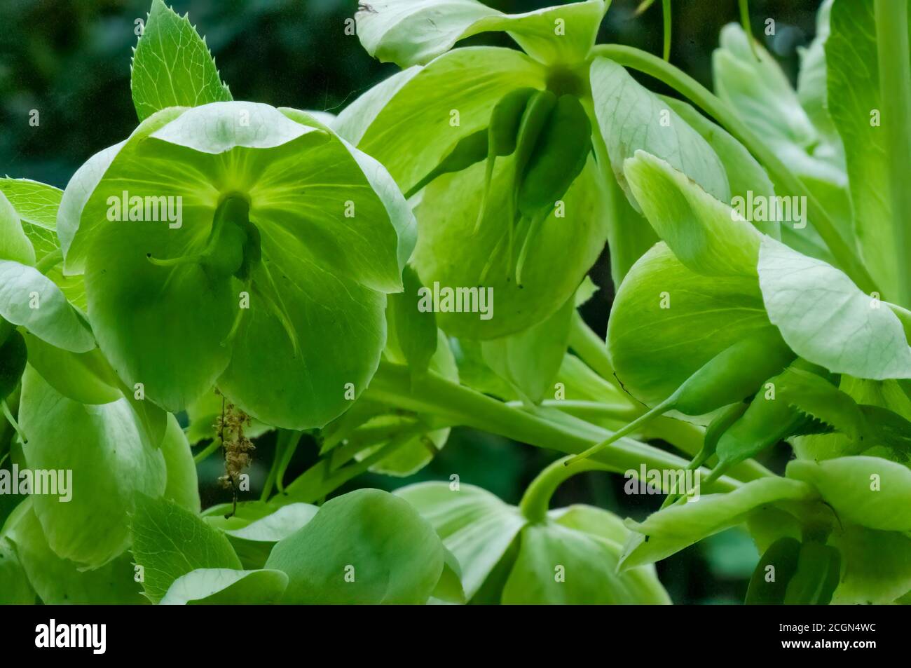 Closeup of green lenten rose (Hellebore; helleborus Orientalis)) with ...