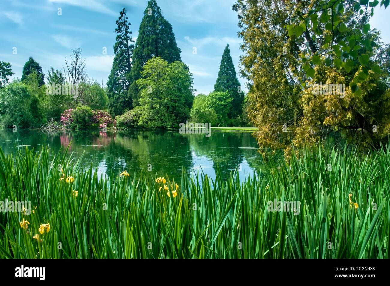 Beautiful Crystal Springs park in Portland, Oregon with iris and ...