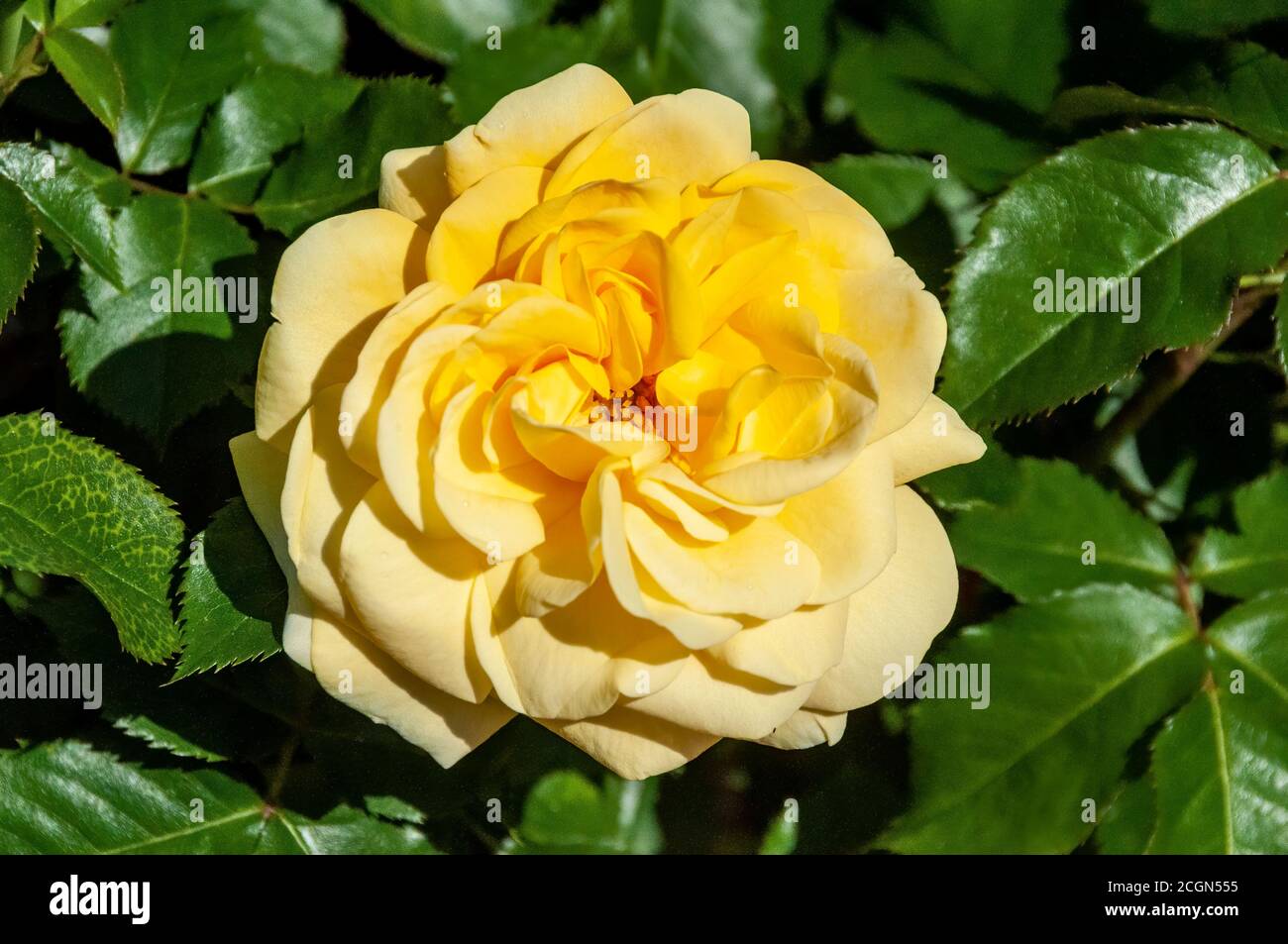 One big flower rose yellow hi-res stock photography and images - Alamy