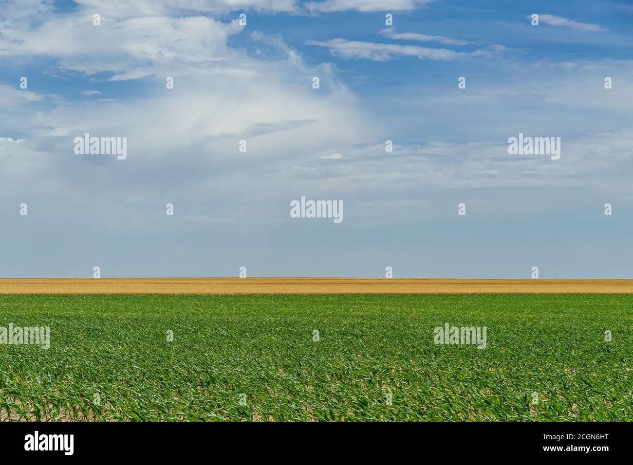 Corn cornfield field hi-res stock photography and images - Alamy