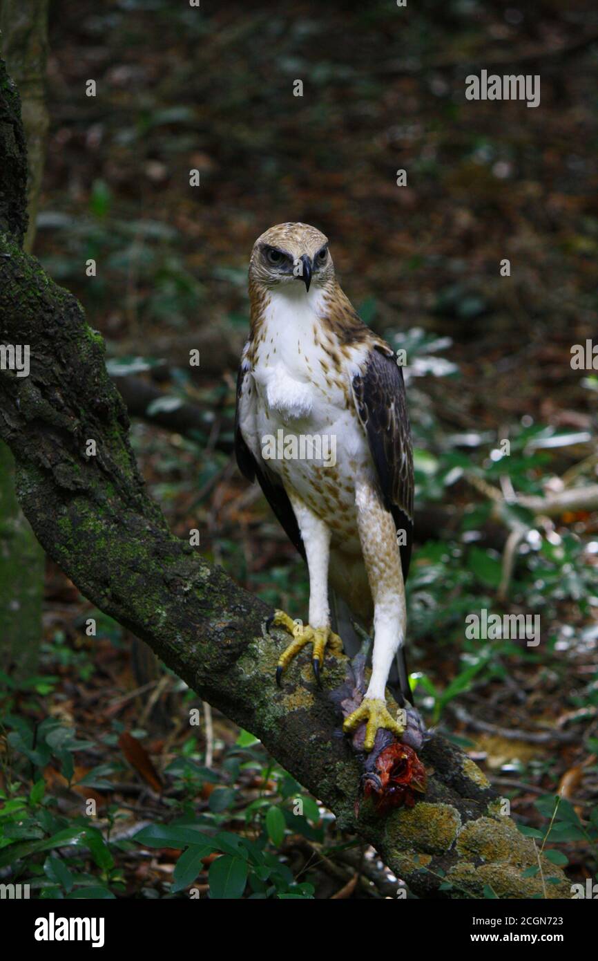 young crested hawk eagle; with brown head, white body and legs and ...