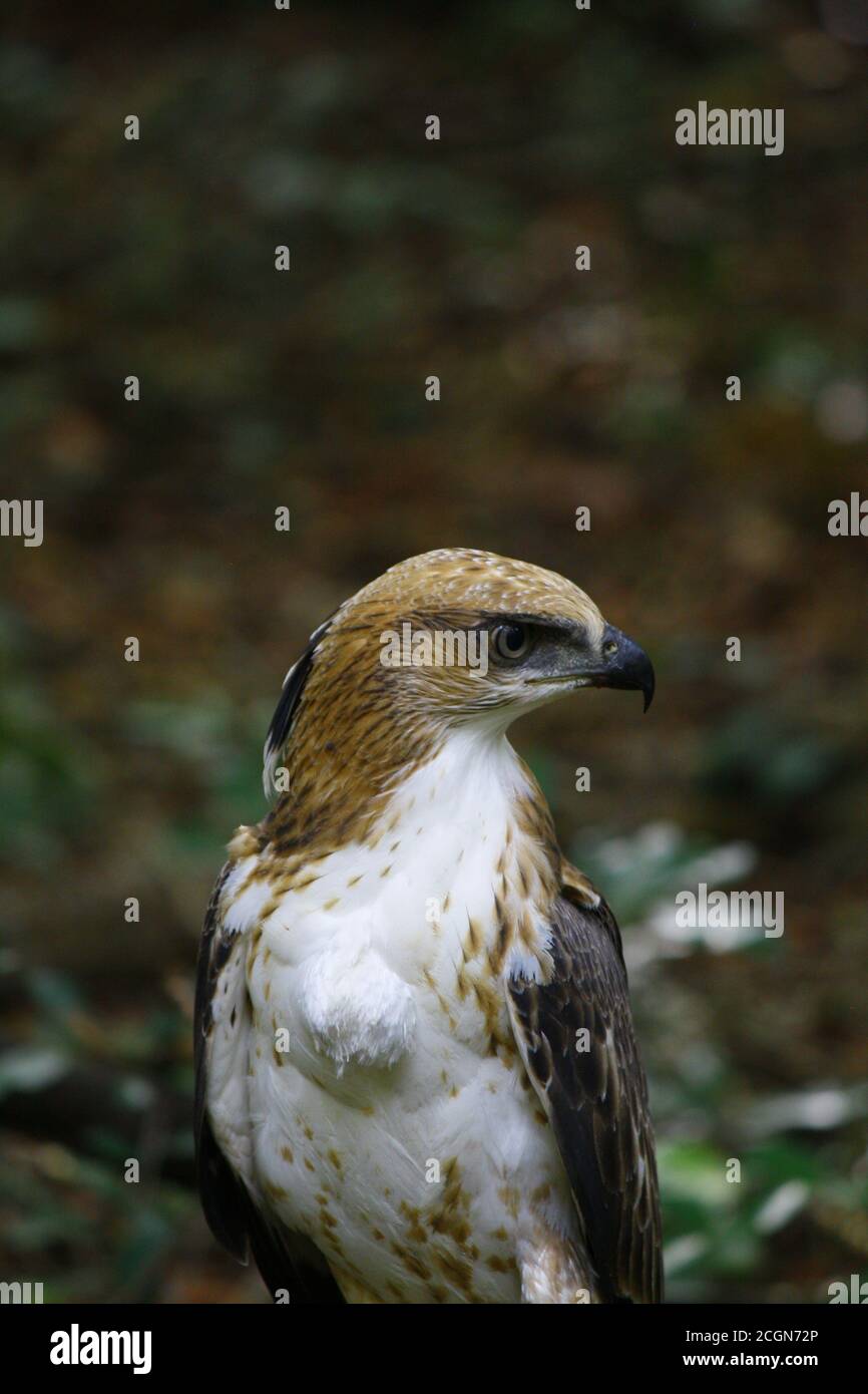 close up of young crested hawk eagle; with brown head, white body ...