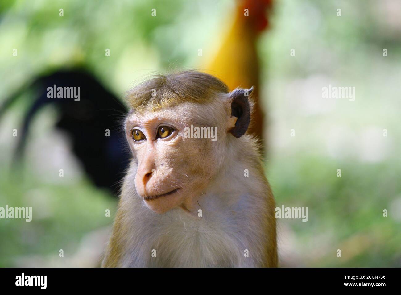 Toque Macaque monkey with yellow body and white under body, stares into ...
