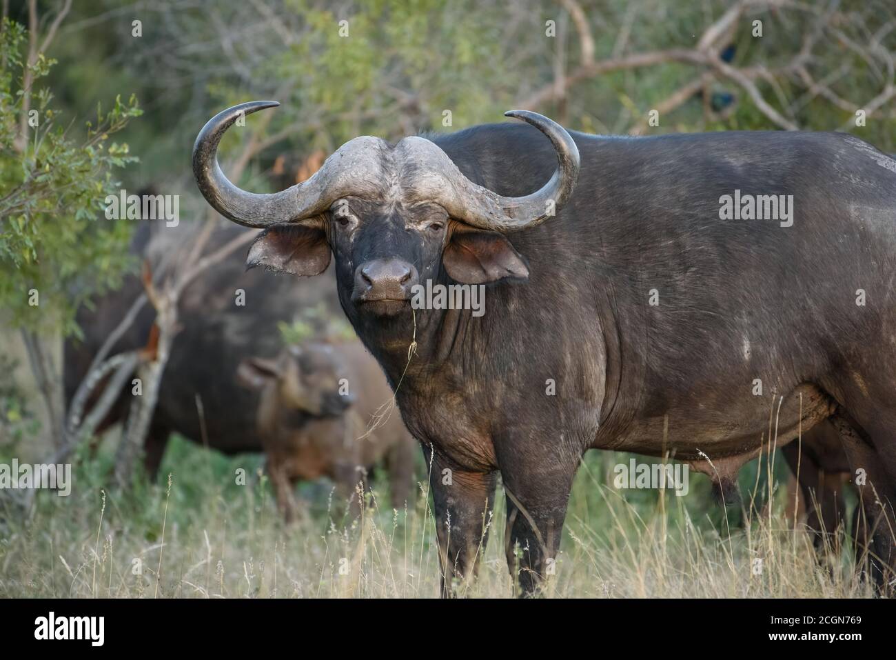 Agressive bull hi-res stock photography and images - Alamy