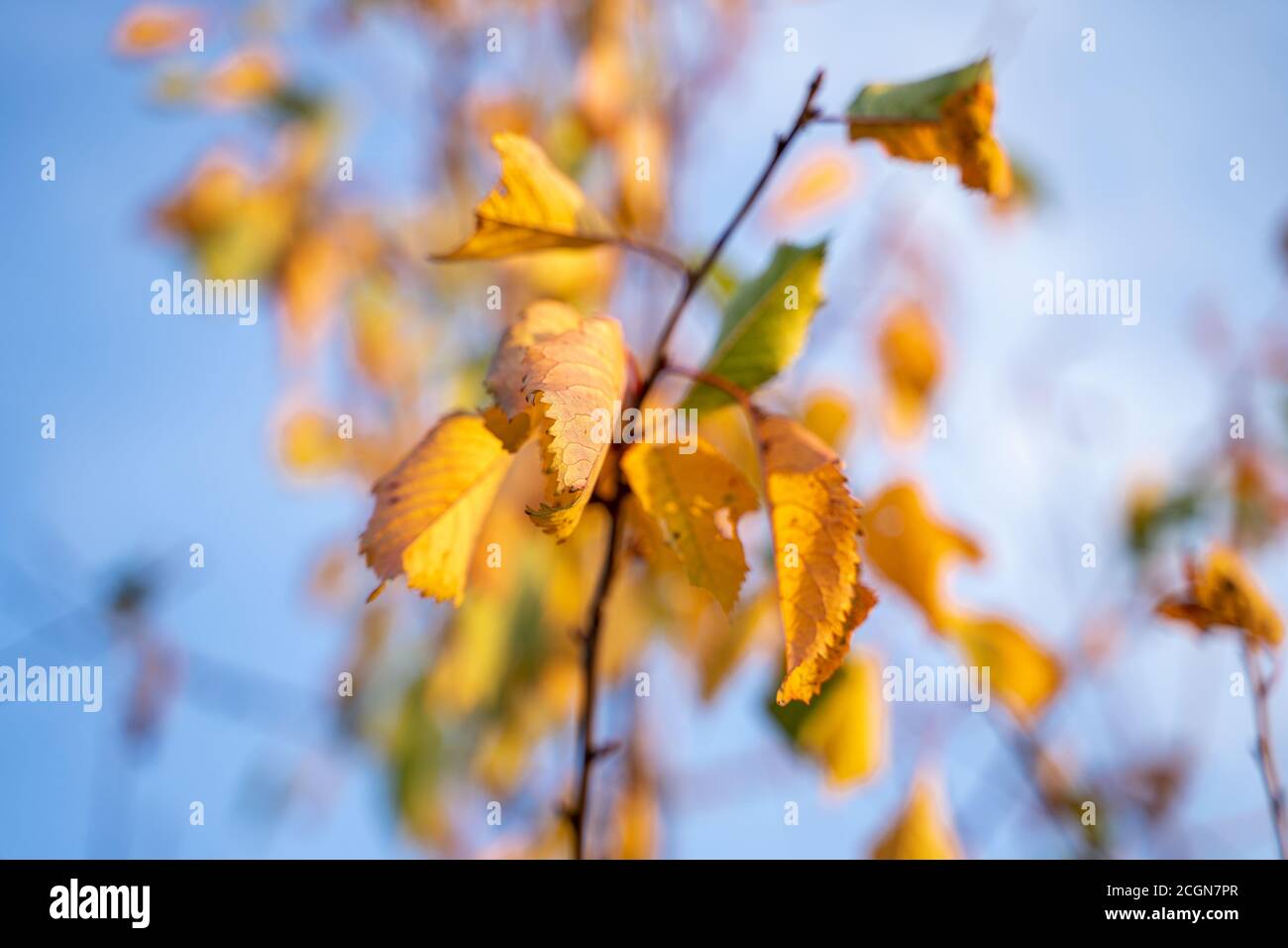 Autumn leaves on tree in sunny and windy day. Bright blue sky in ...