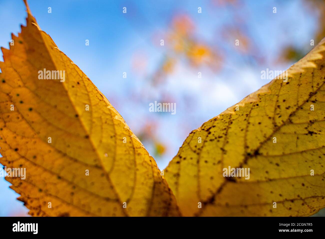Autumn leaves on tree in sunny and windy day. Bright blue sky in ...