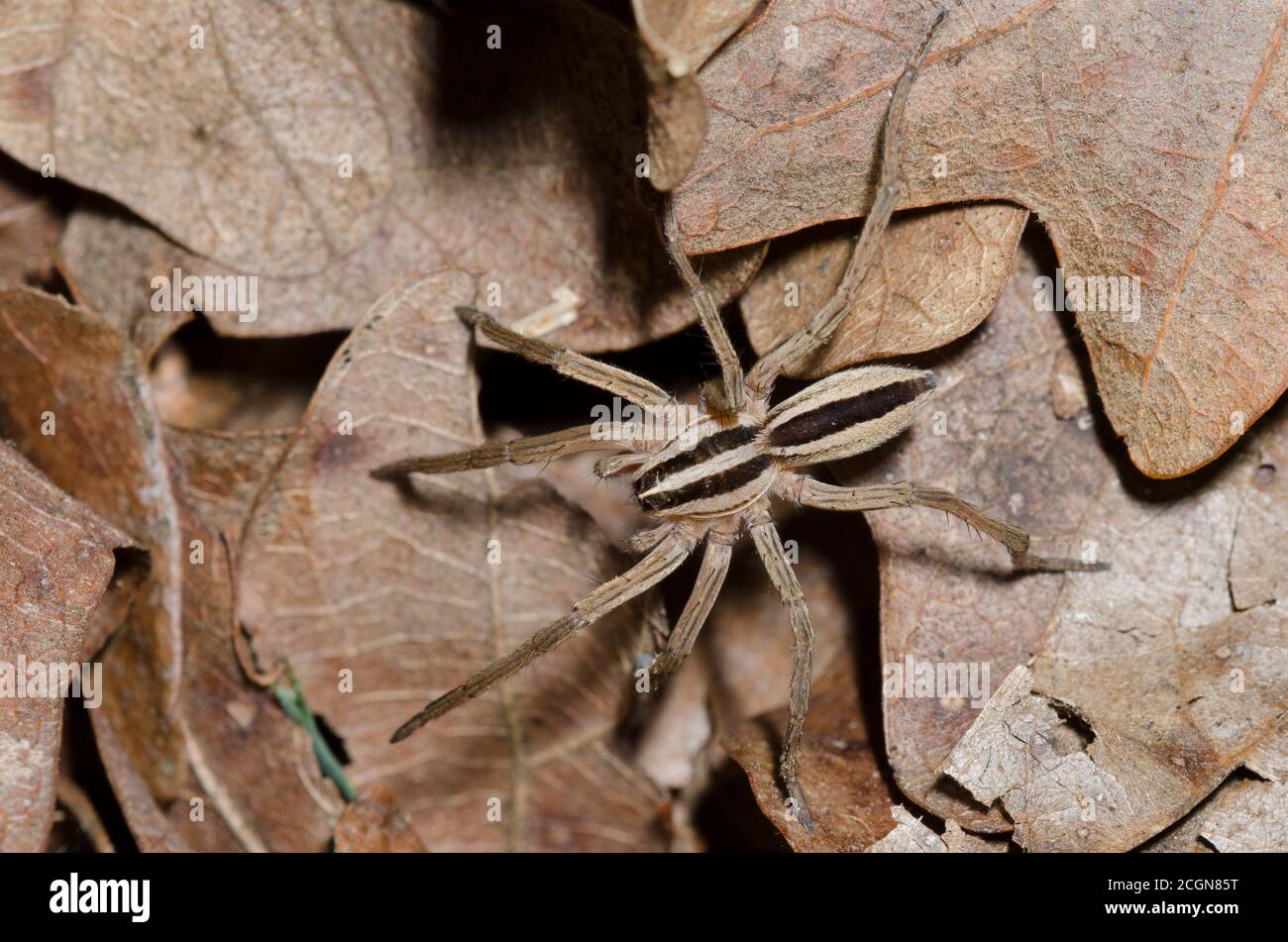 Wolf spider camouflage hi-res stock photography and images - Alamy