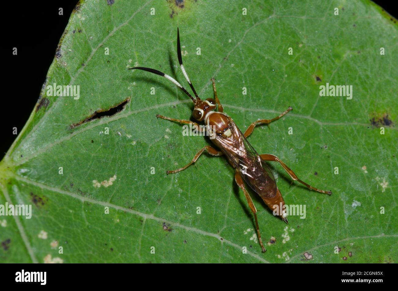 Ichneumonidae ichneumoninae hi-res stock photography and images - Alamy