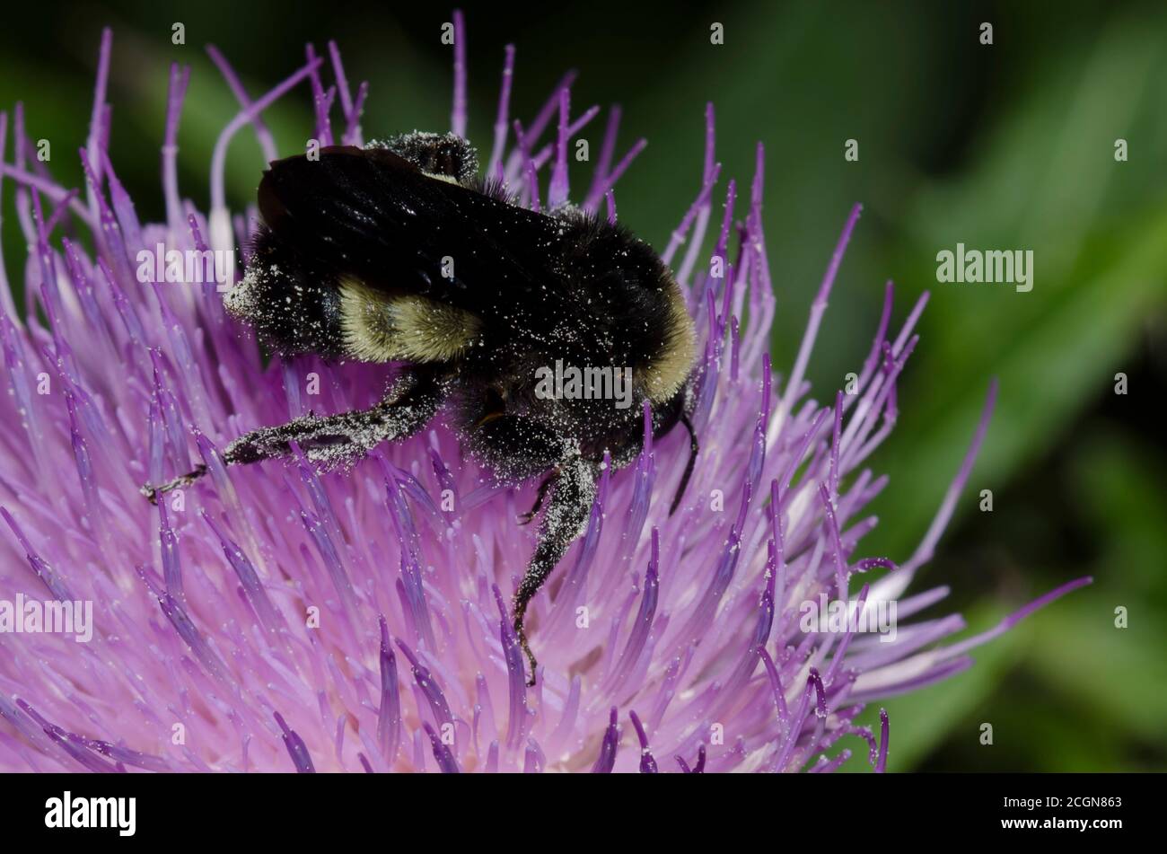 Roadside thistle hi-res stock photography and images - Alamy