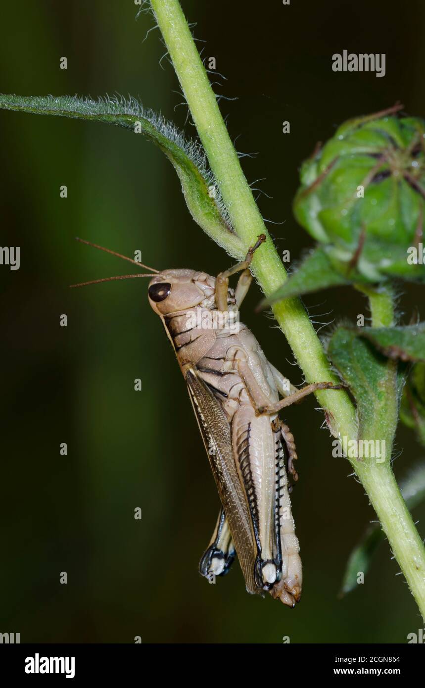 Two-Striped Grasshopper, Melanoplus bivittatus, female Stock Photo - Alamy
