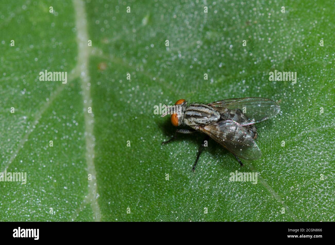 Flesh Fly, Family Sarcophagidae Stock Photo - Alamy