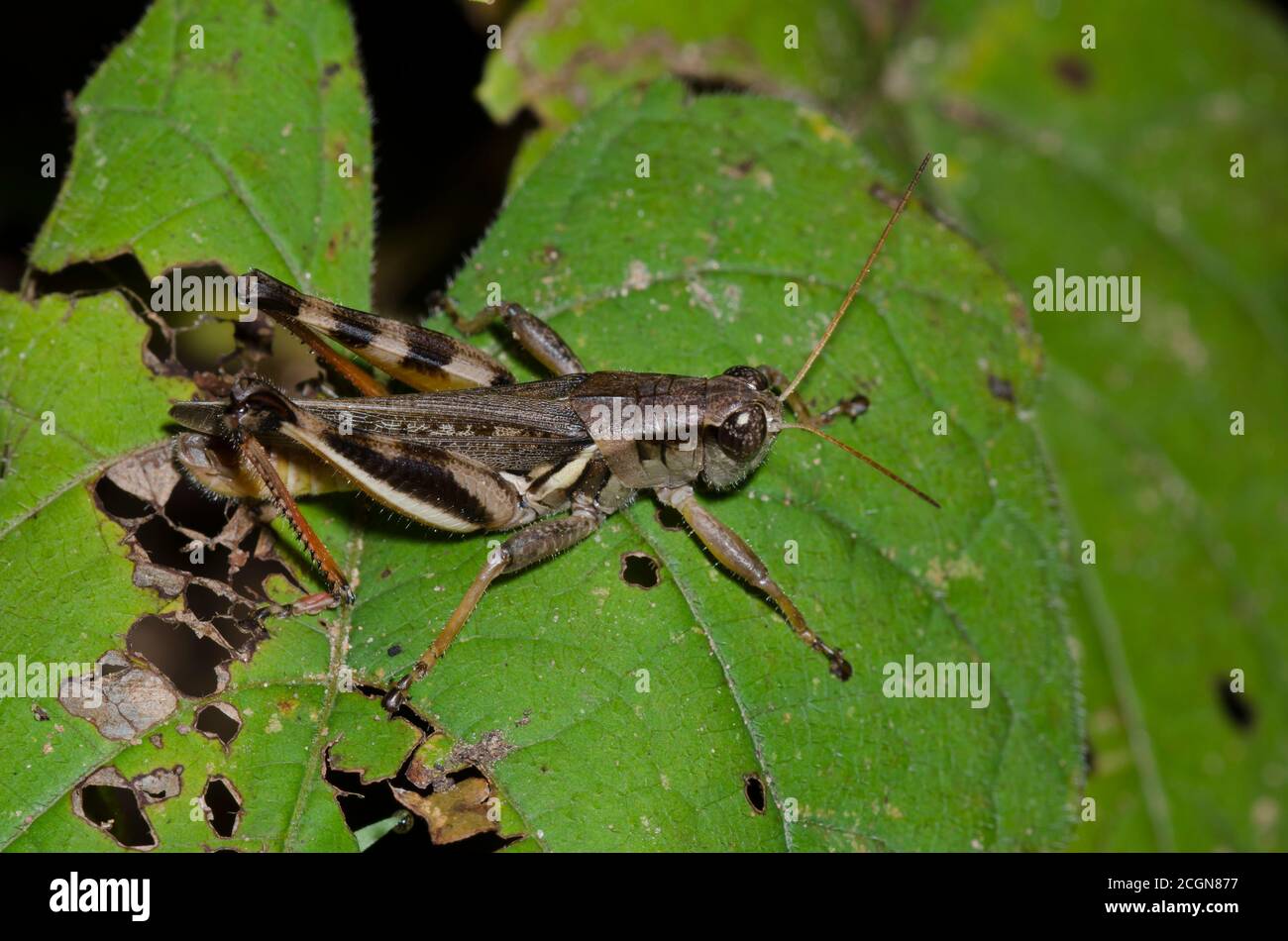 Keeler's Spur-throat Grasshopper, Melanoplus keeleri, male Stock Photo ...