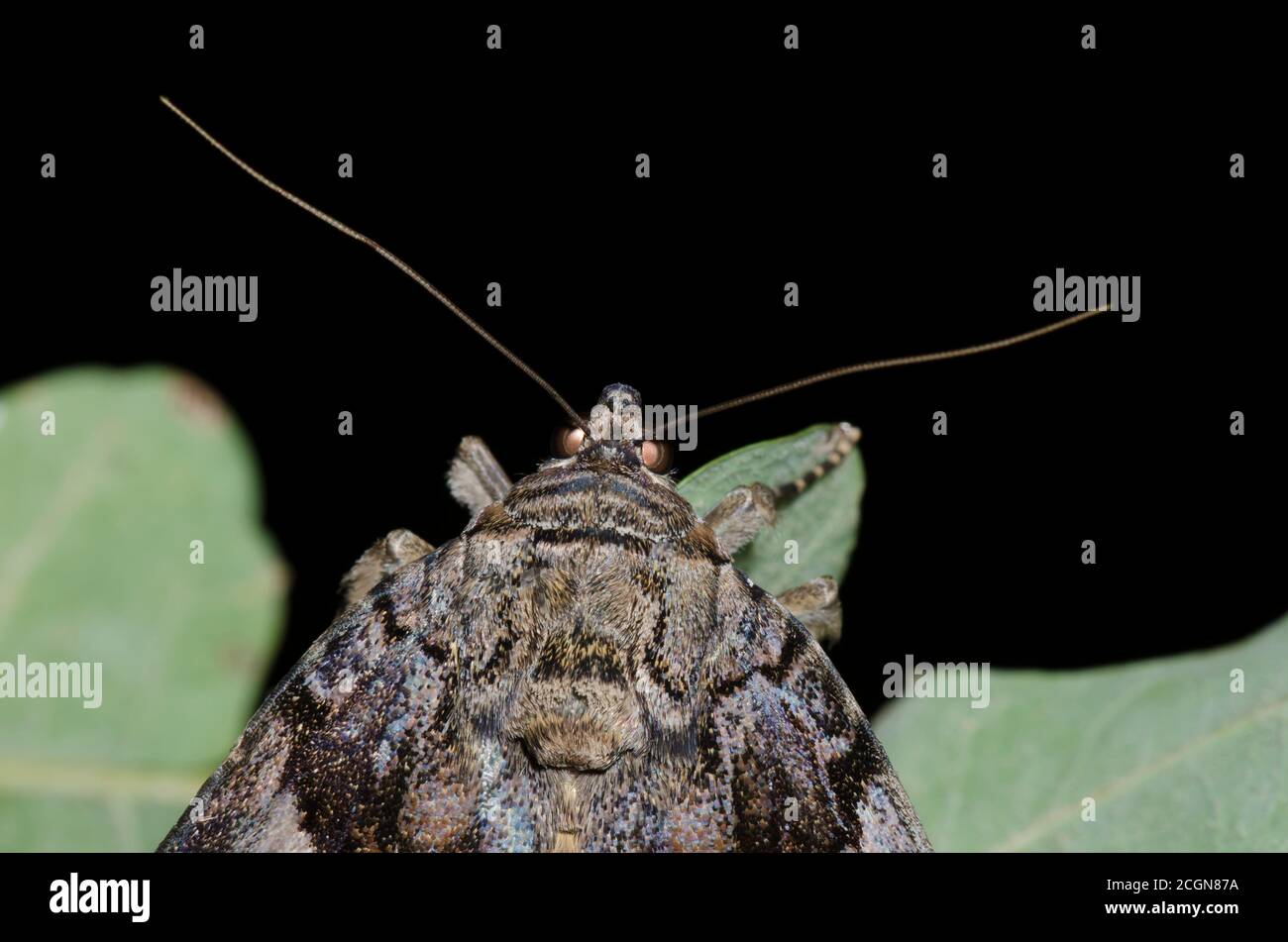 The Penitent, Catocala piatrix, photographed at night Stock Photo - Alamy