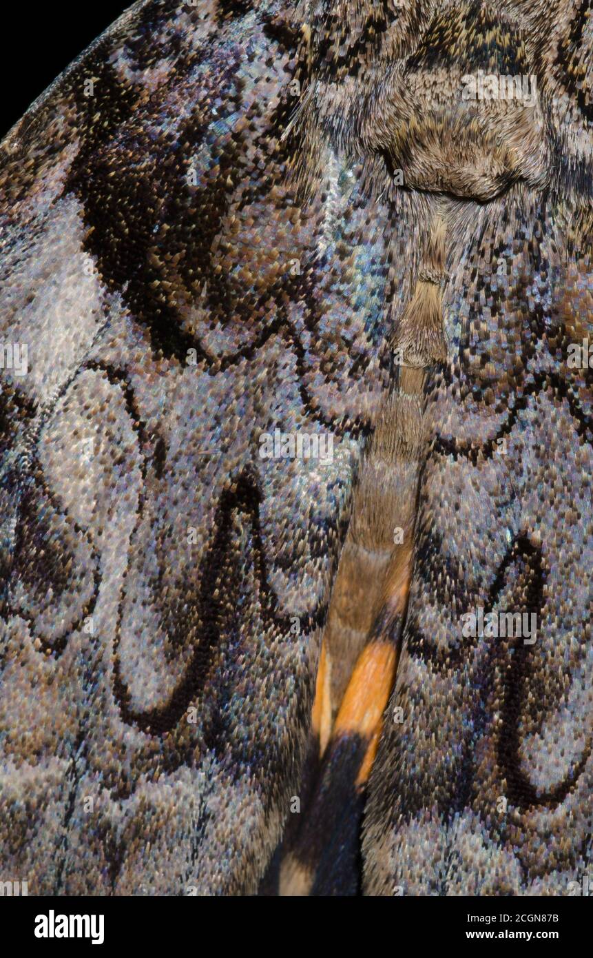 The Penitent, Catocala piatrix, wing detail Stock Photo - Alamy