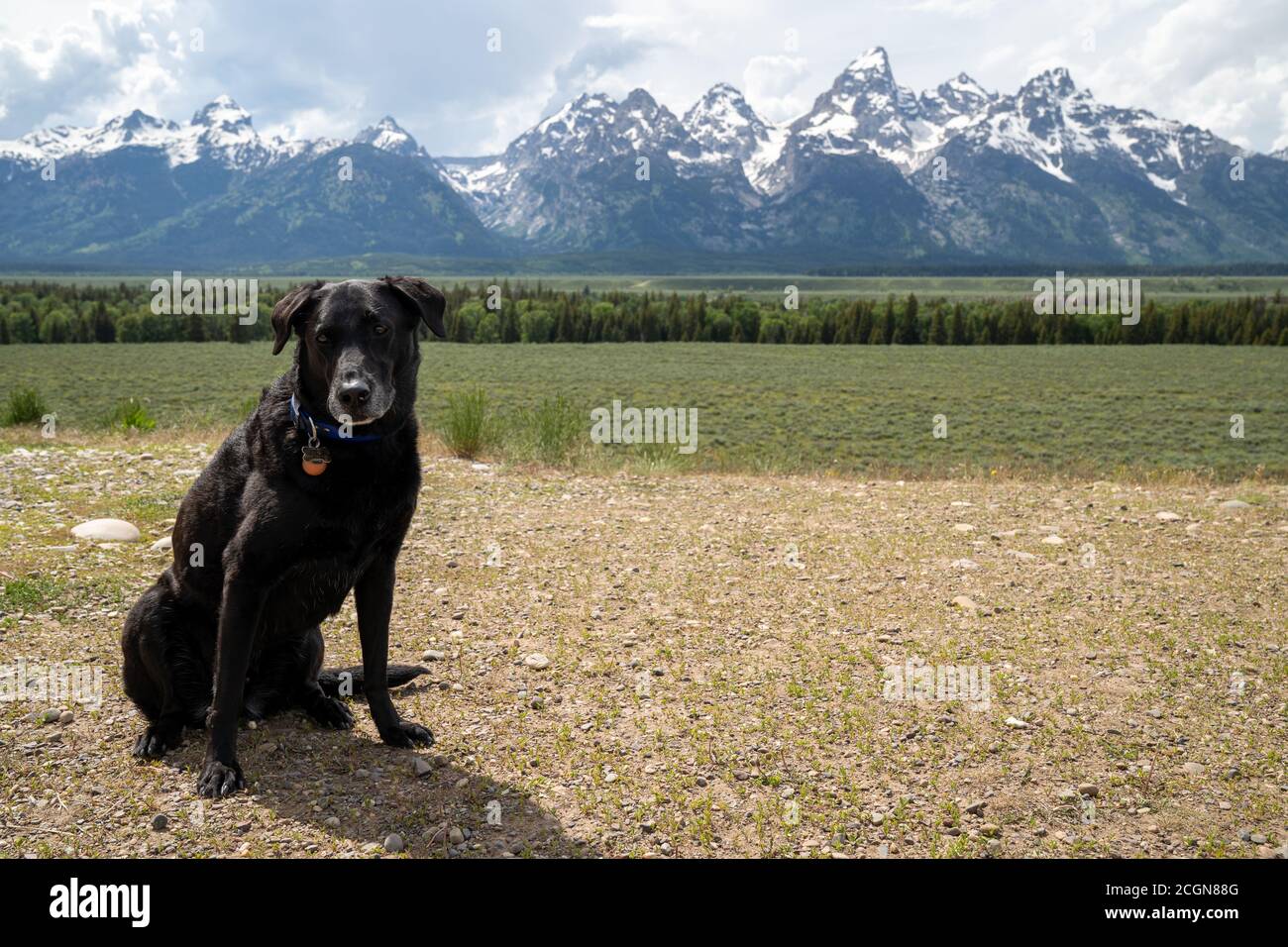 Black labrador retriever dog sits in the mountains in Grand Teton ...