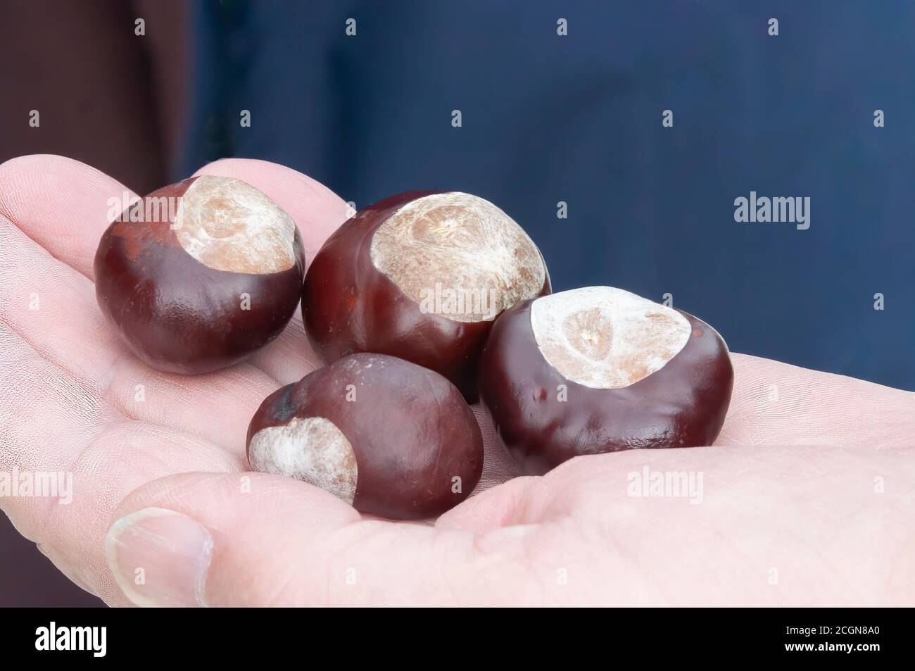 Closeup of a group of chestnut fruits with shell in the palm of a hand ...