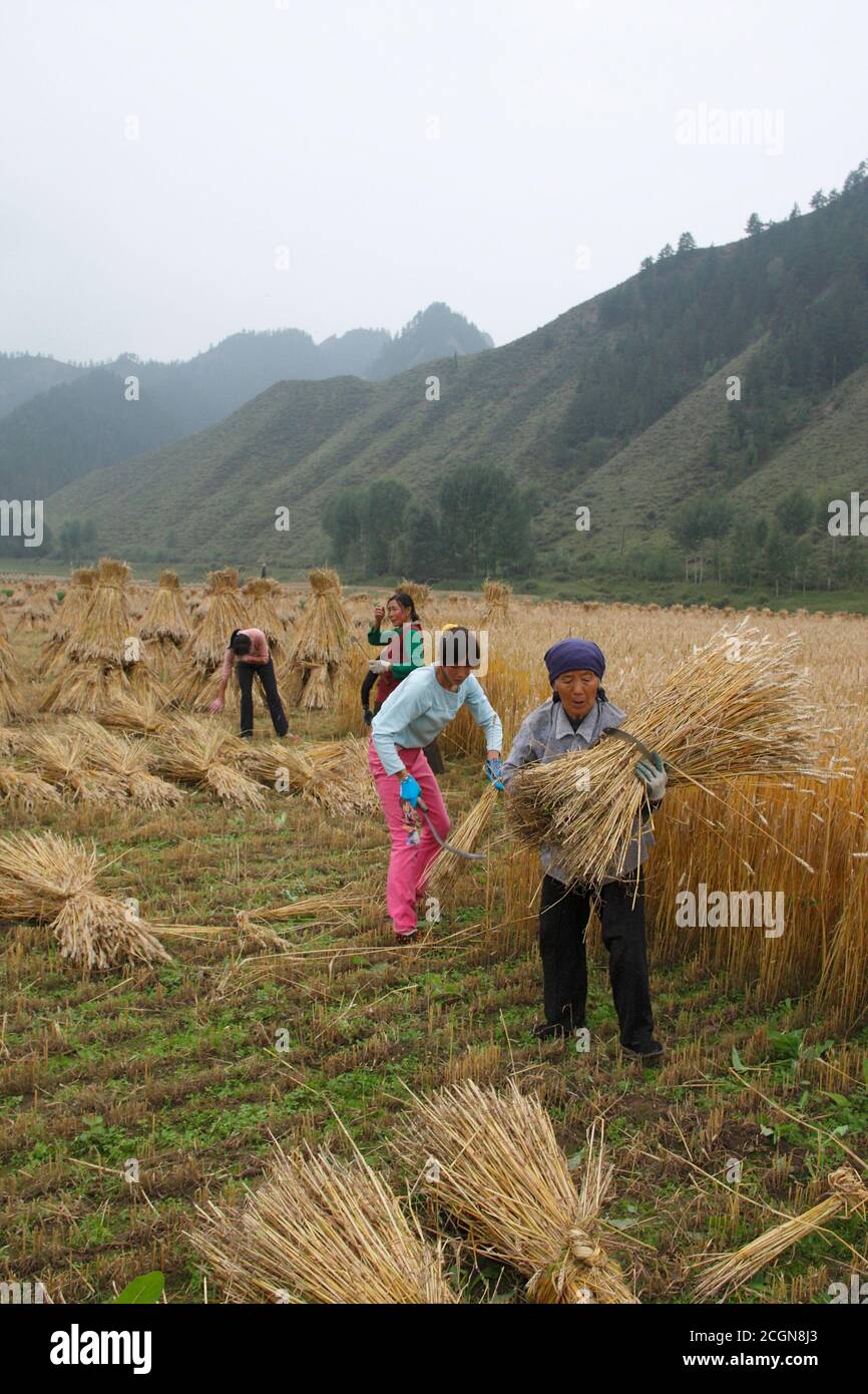 Wheat Scythe Harvest High Resolution Stock Photography and Images - Alamy