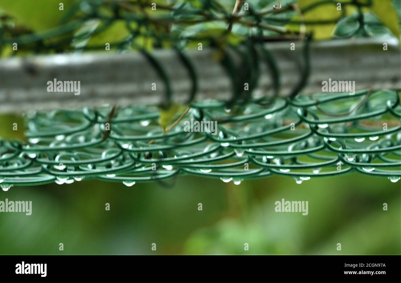 Rainy season insects hi-res stock photography and images - Alamy