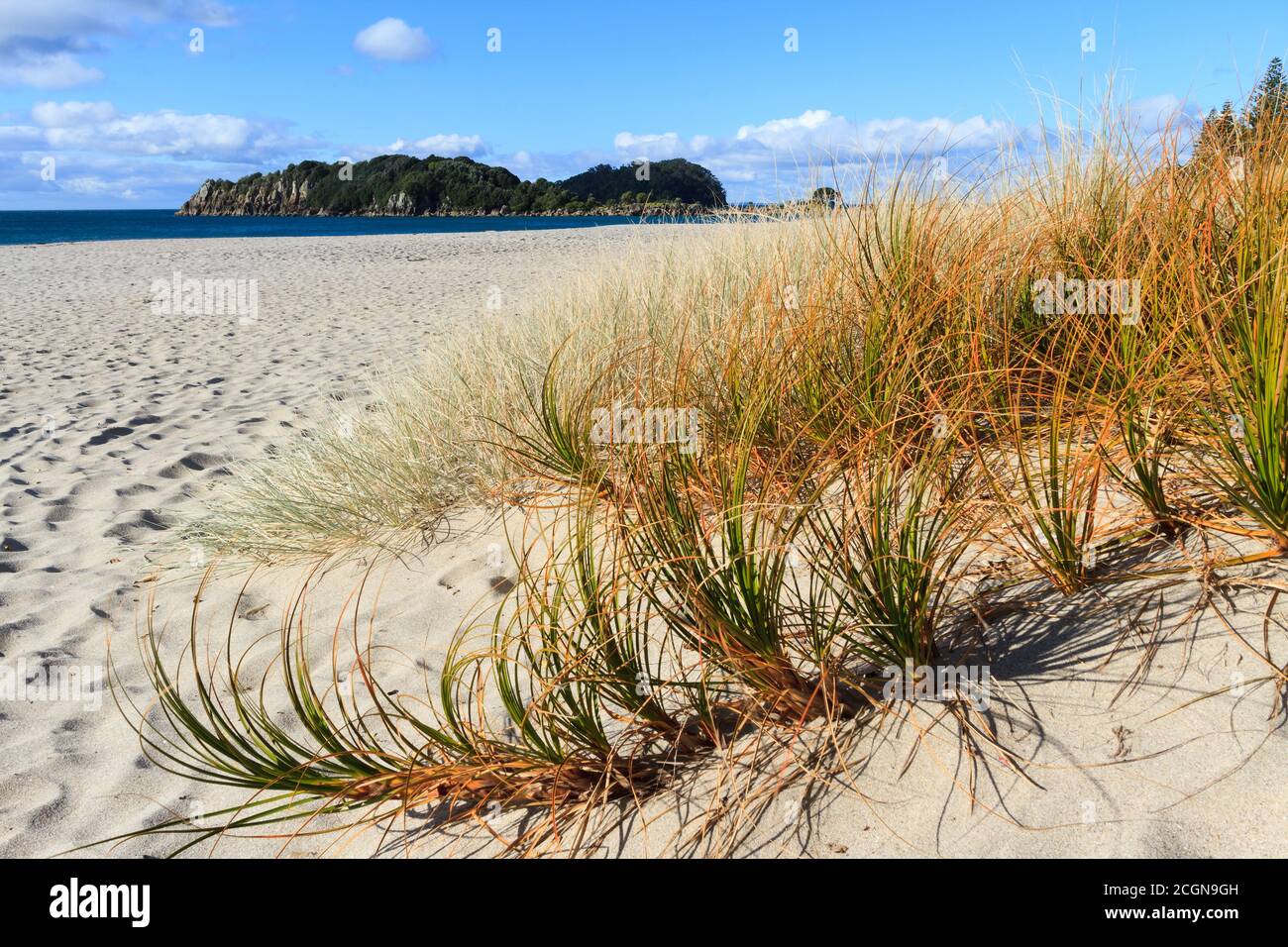 Tussock grasses hi-res stock photography and images - Alamy