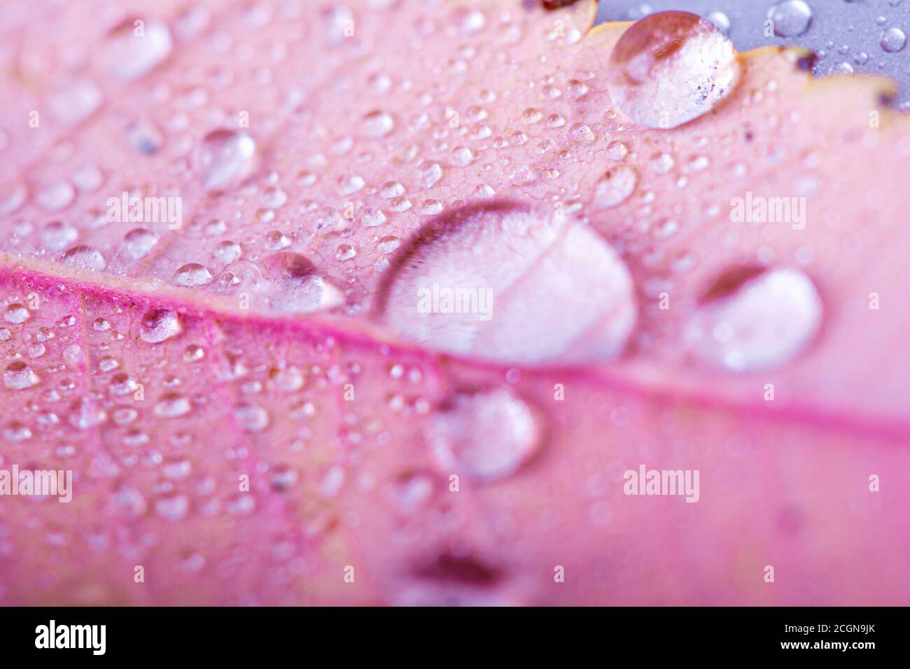 Close-up of water droplets on autumn leaves. A lot of small raindrops ...