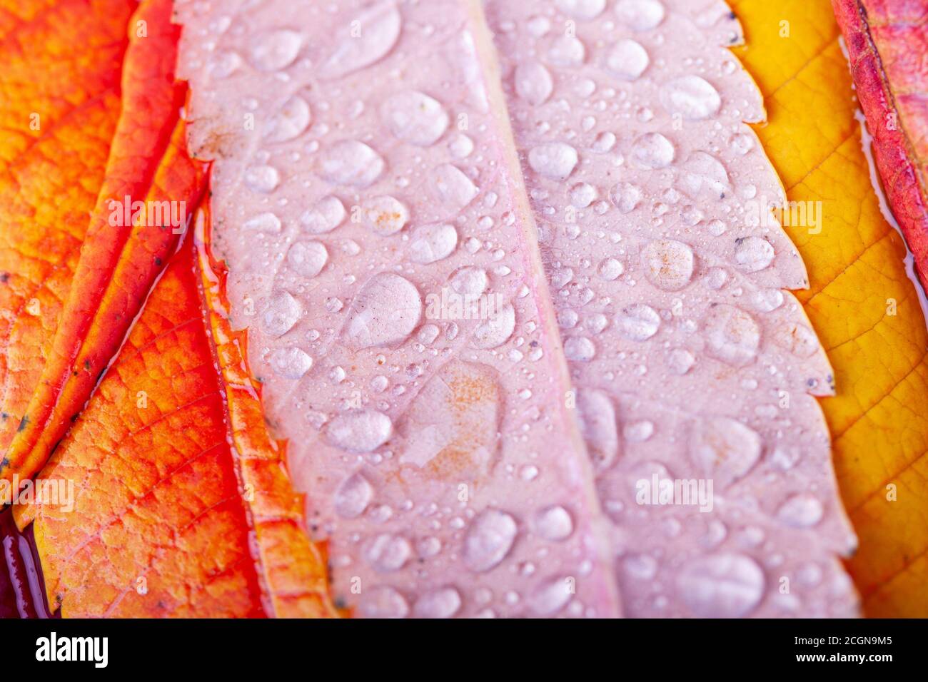 Close-up of water droplets on autumn leaves. A lot of small raindrops ...