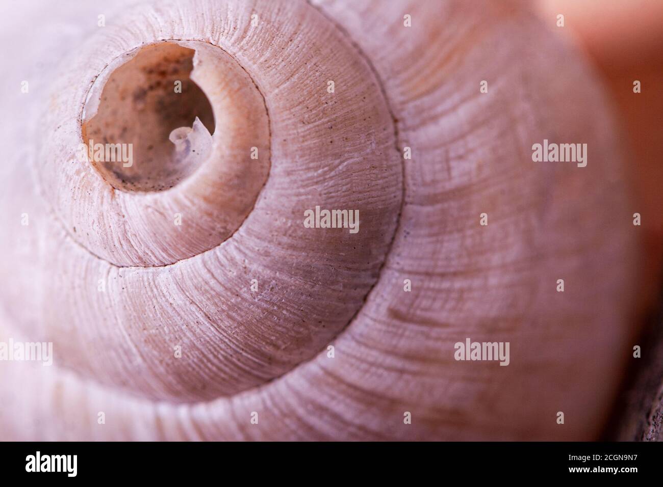 Seashell fossil hi-res stock photography and images - Alamy