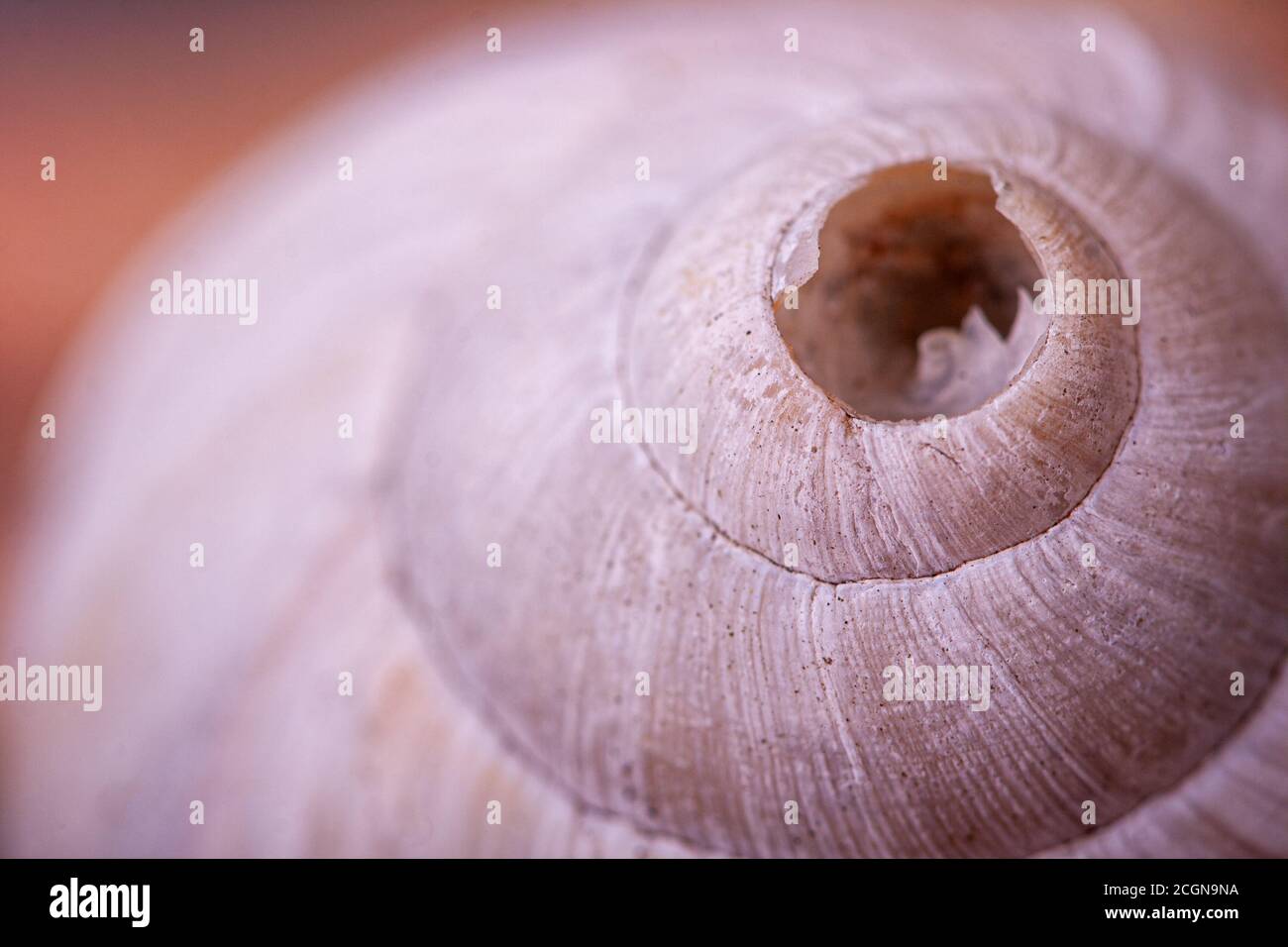Seashell fossil hi-res stock photography and images - Alamy