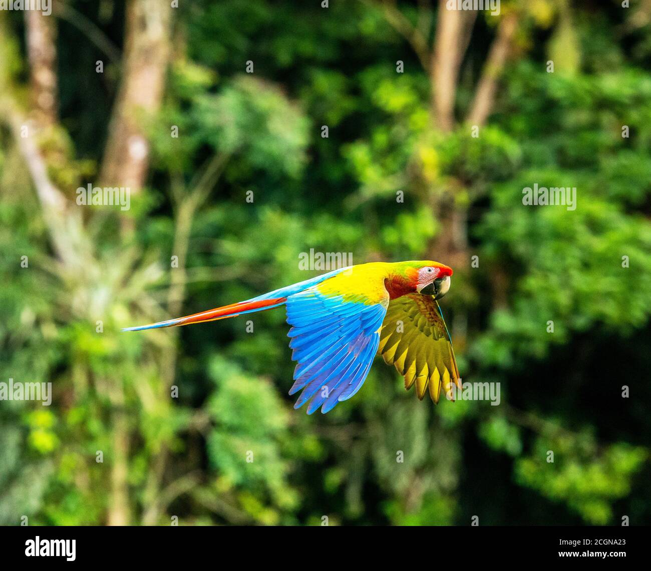 Parrot In Jungle High Resolution Stock Photography and Images - Alamy