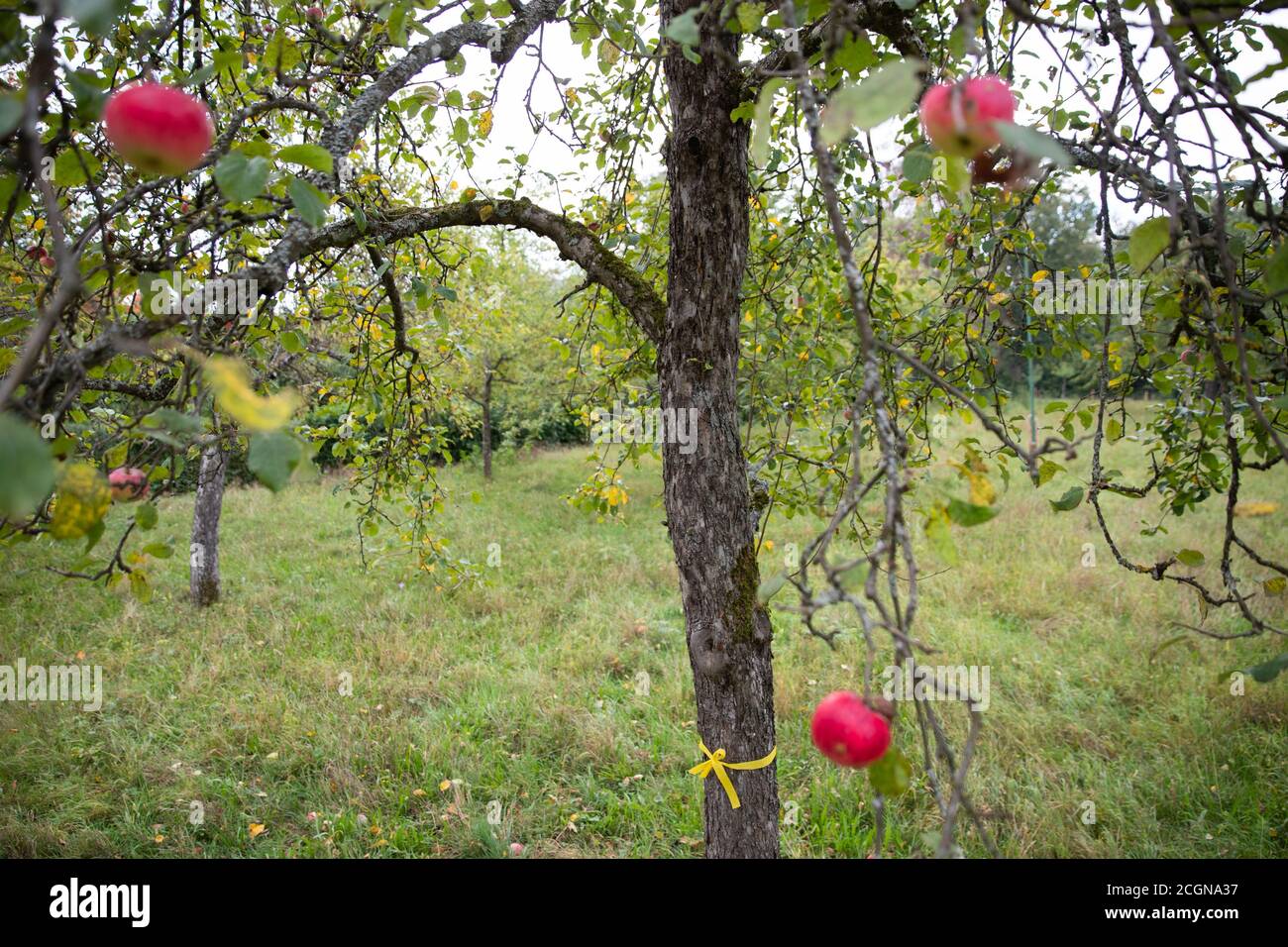 Stetten, Germany. 11th Sep, 2020. A fruit tree decorated with apples is ...