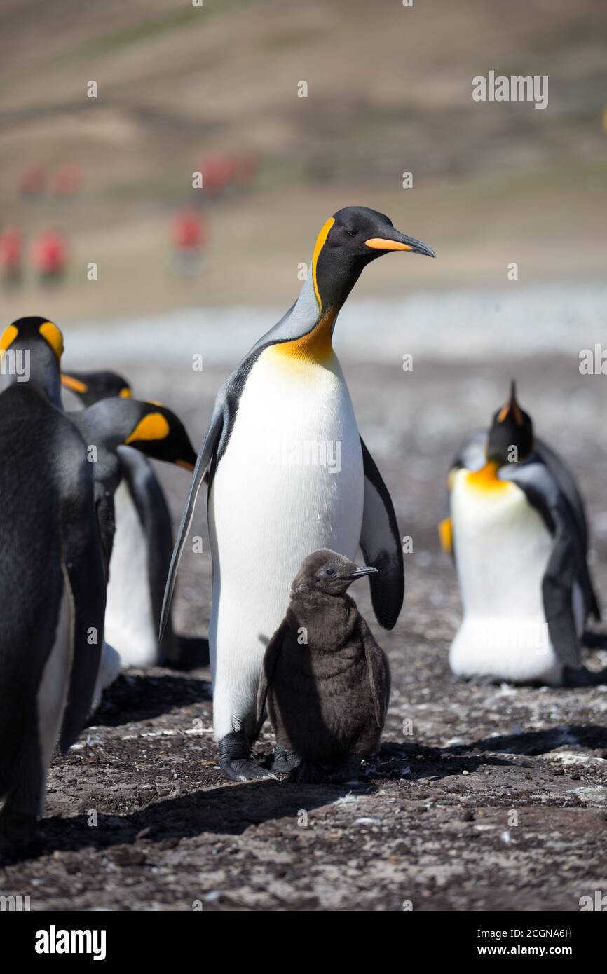 Feeding penguins feeding penguins hi-res stock photography and images ...