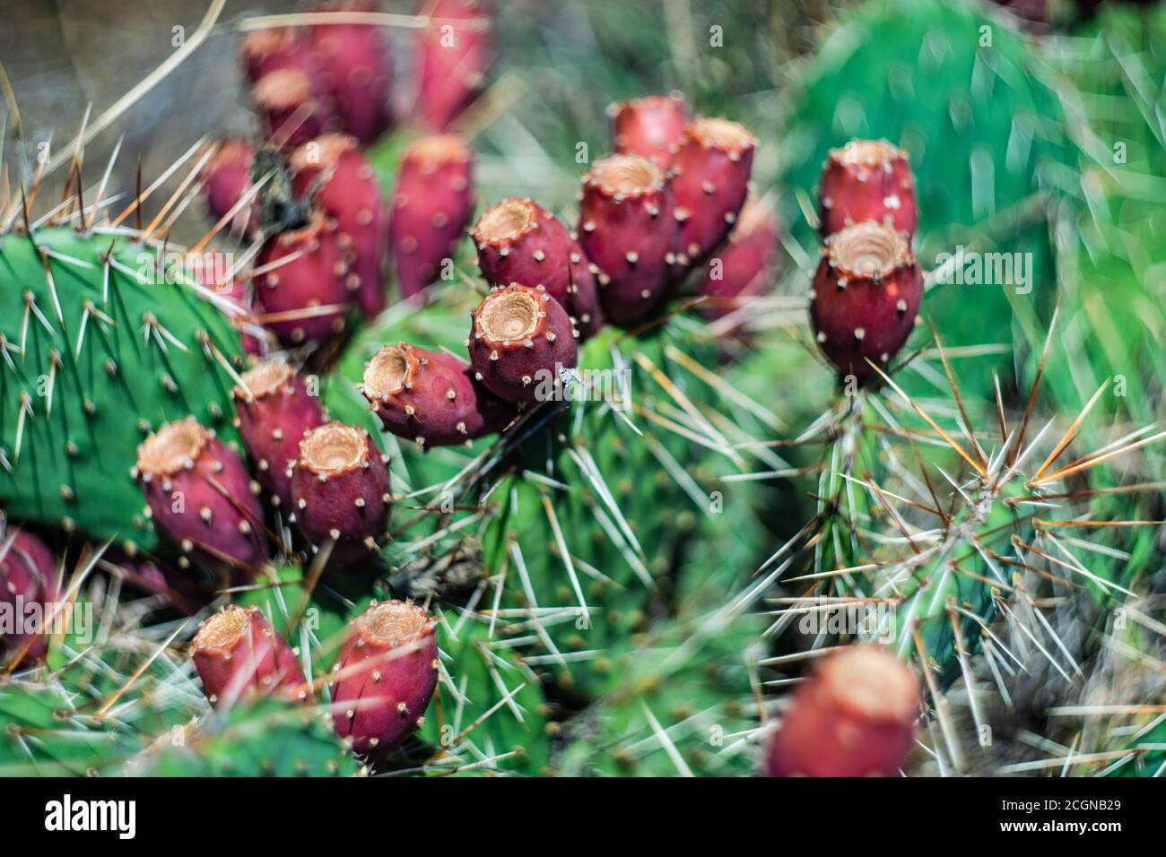 Prickly pair on Opuntia cactus on the rock Stock Photo - Alamy