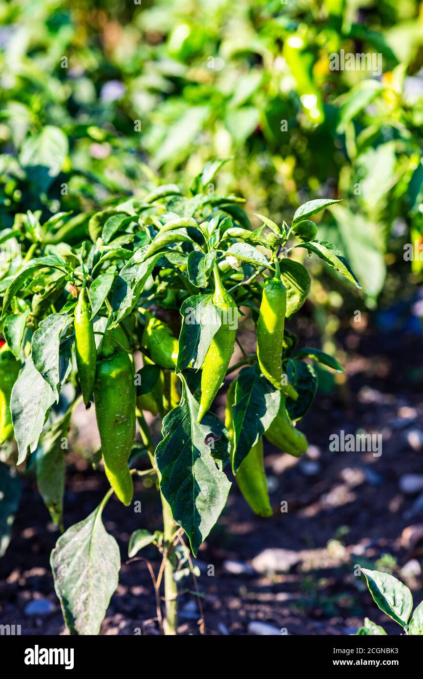 Close up of hot chilli pepper on the plant in the farm field Stock Photo - Alamy