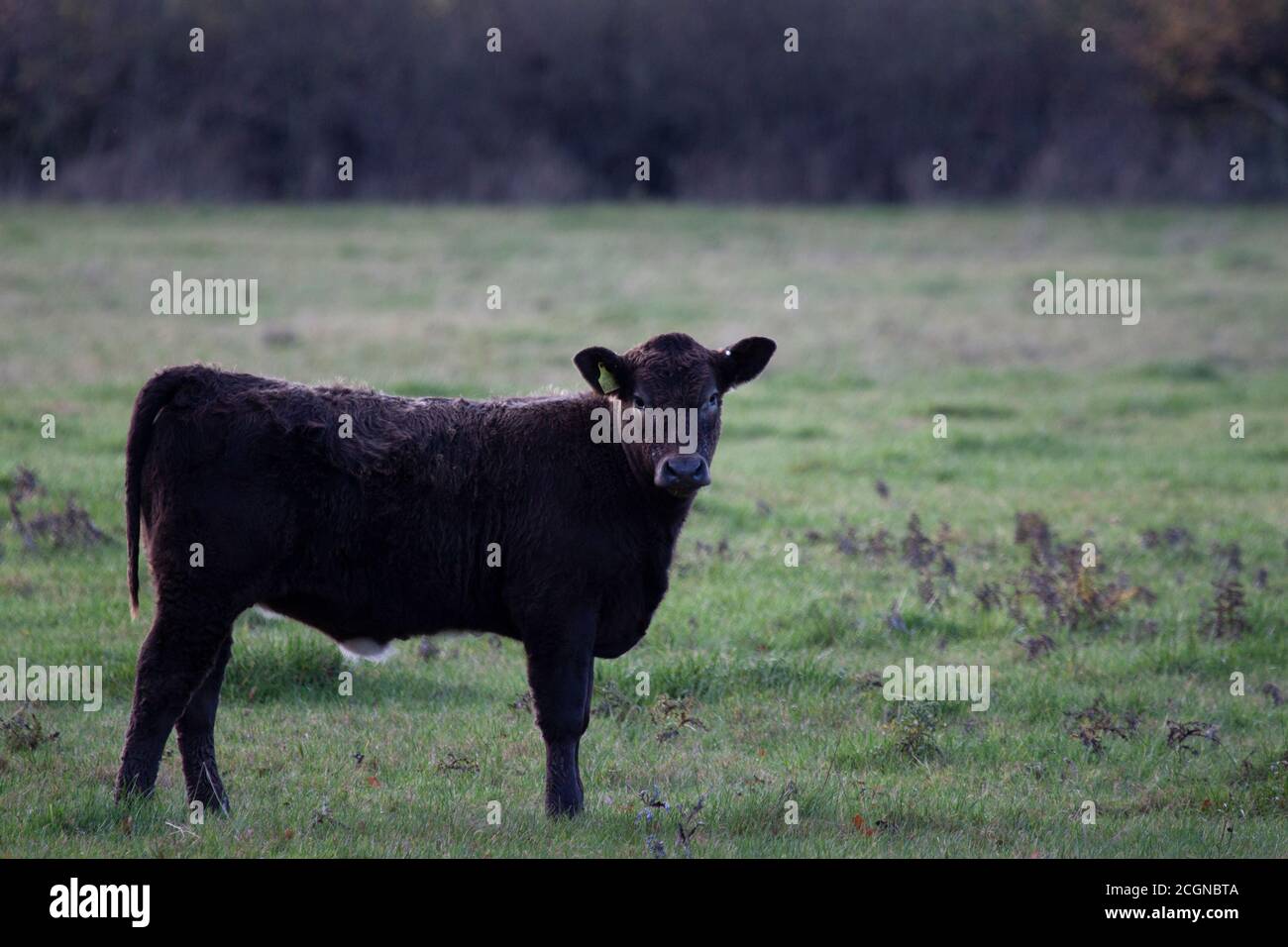 Portrait of an isolated cattle calf grazing freely on a meadow with ...
