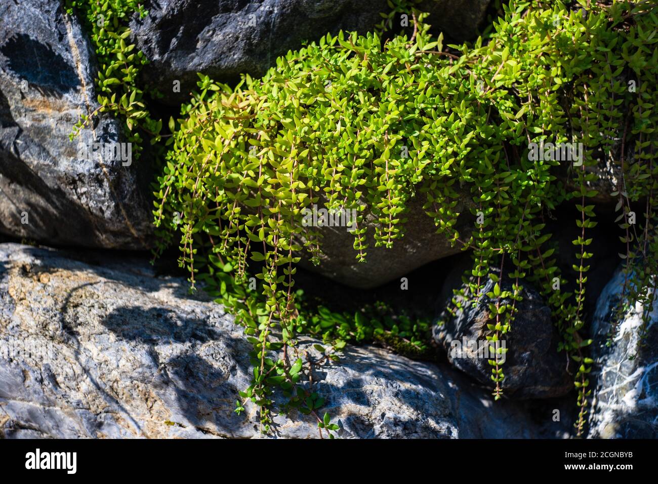 Creeping evergreen hi-res stock photography and images - Alamy