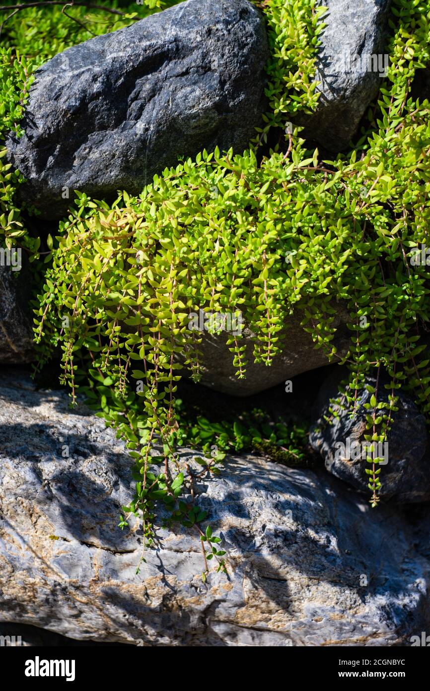 Creeping evergreen tropical plant covered rock Stock Photo - Alamy