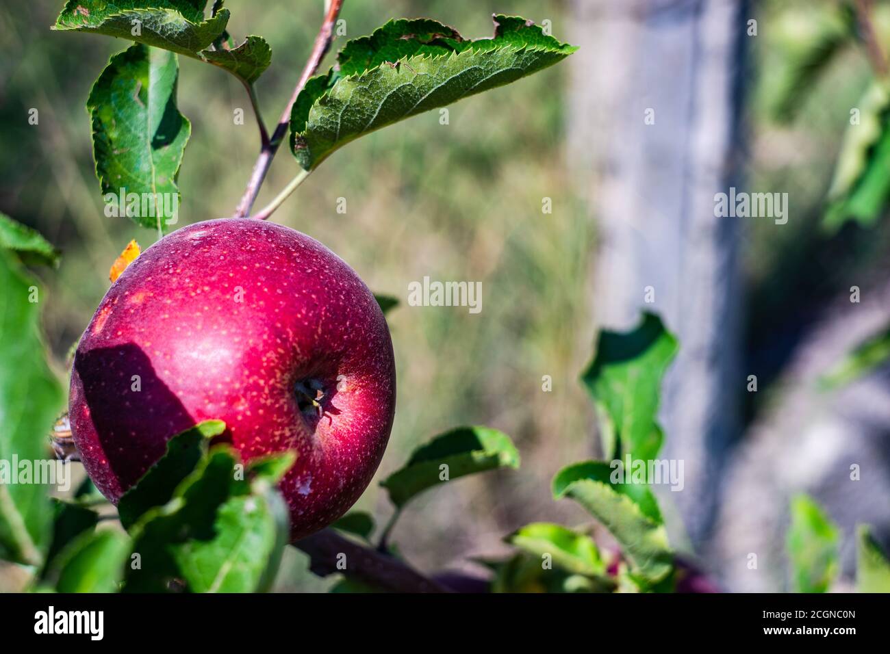 Ripe apple on a tree in a garden Stock Photo - Alamy