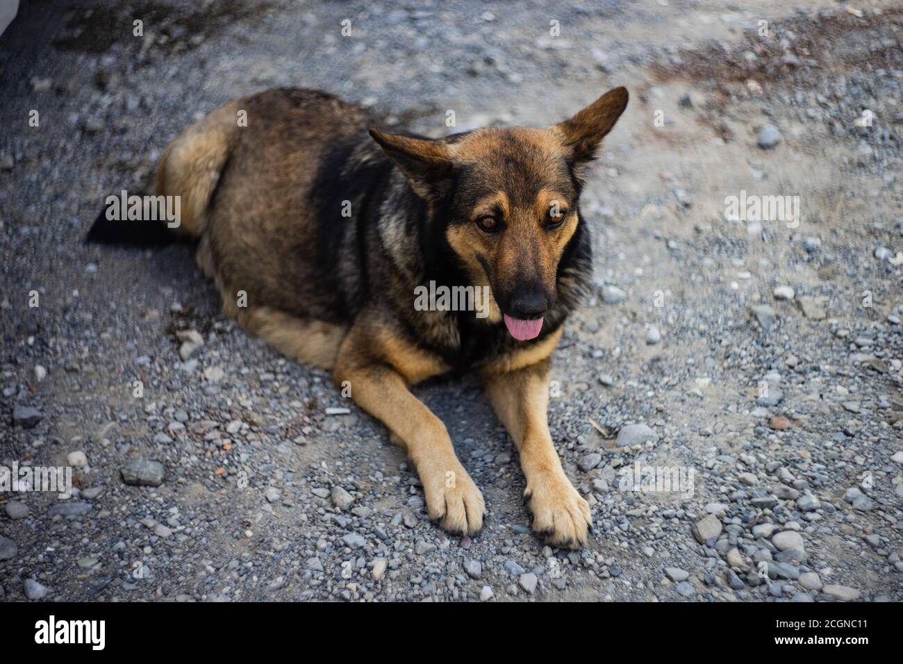 Cute homeless dog outdoor in summertime Stock Photo - Alamy