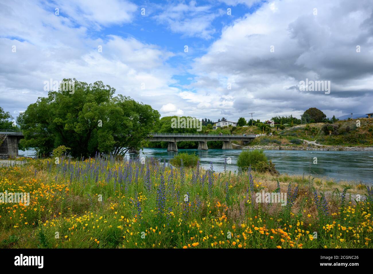 Albert Town Lookout in Wanaka, New Zealand, wildflowers of riverside ...
