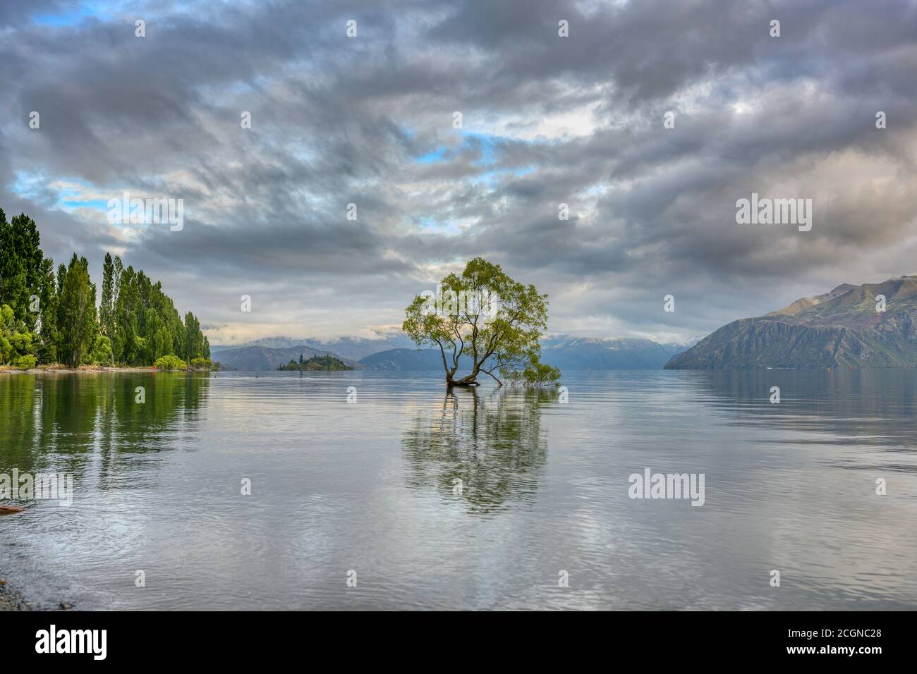 The Wanaka tree that is solitary in the water is reflected in the clear ...