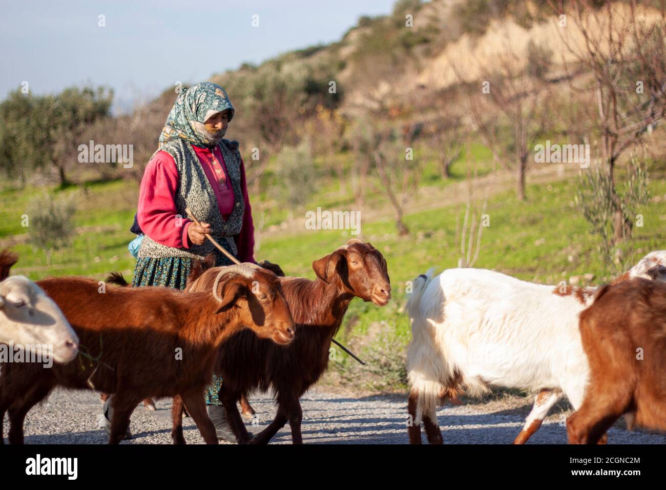 Goatherd and wild goats hi-res stock photography and images - Alamy