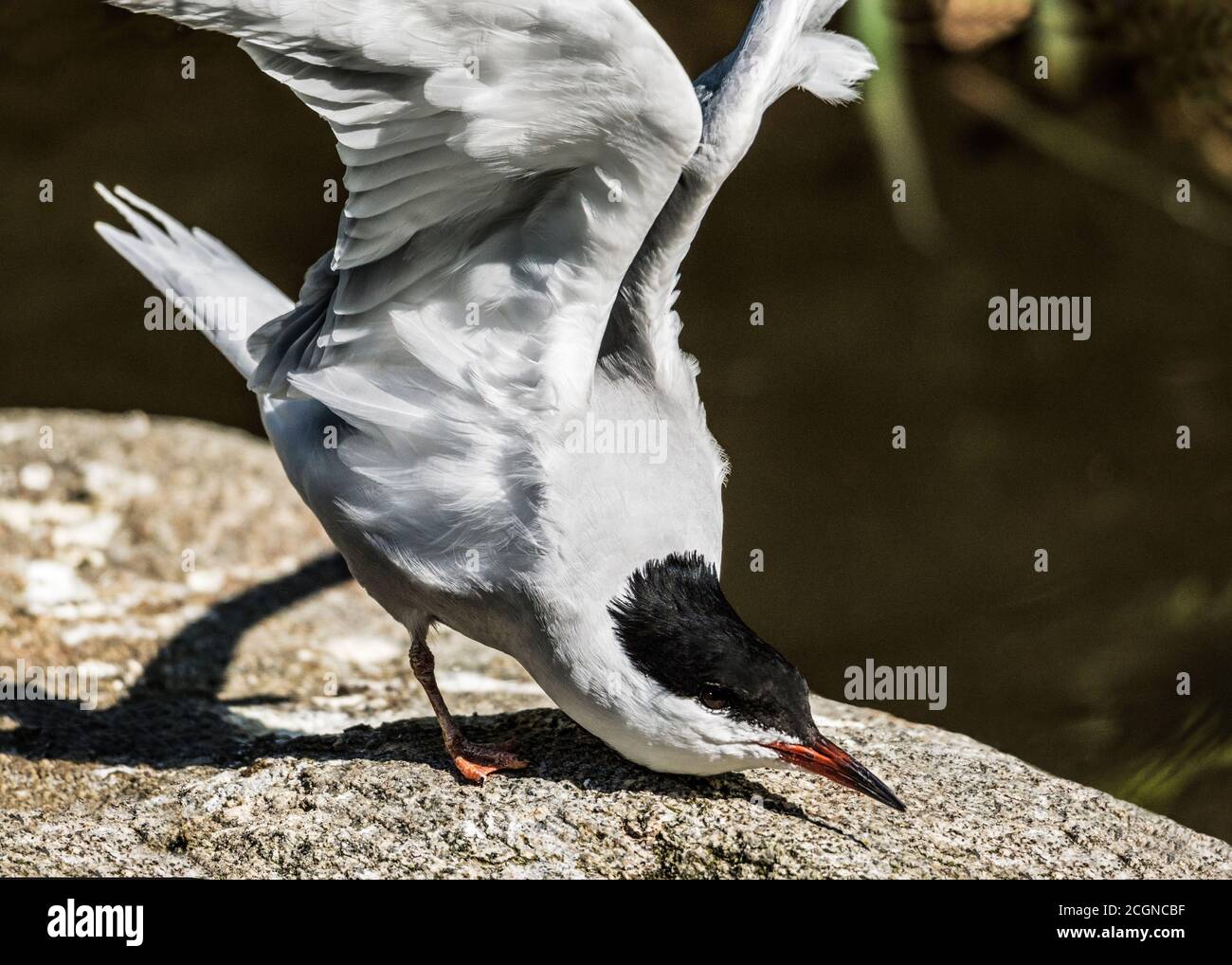 Common Tern 'Sterna hirundo' Adult wing-stretching Stock Photo - Alamy