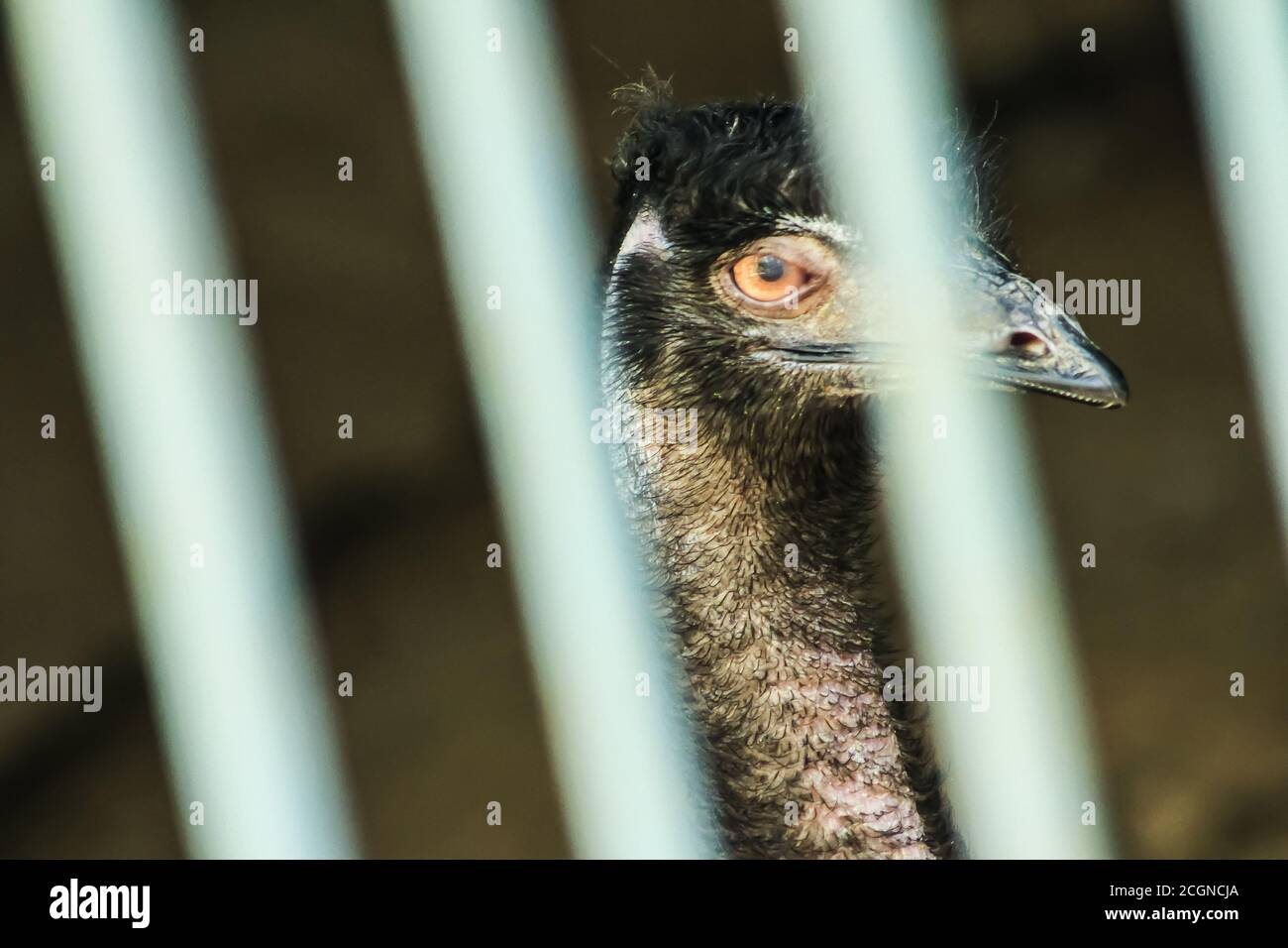 Ostrich neck hi-res stock photography and images - Alamy