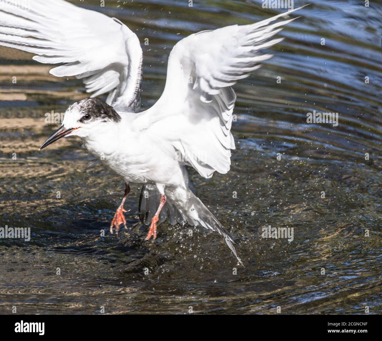 Common Tern 'Sterna hirundo' Non-breeding bird bathing Stock Photo - Alamy